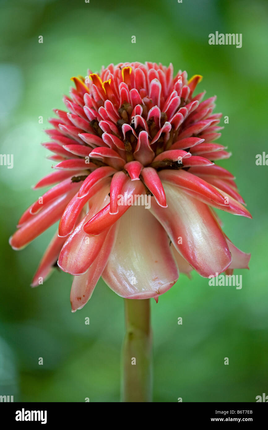 Red Torch Ginger, Caribbean Stock Photo - Alamy