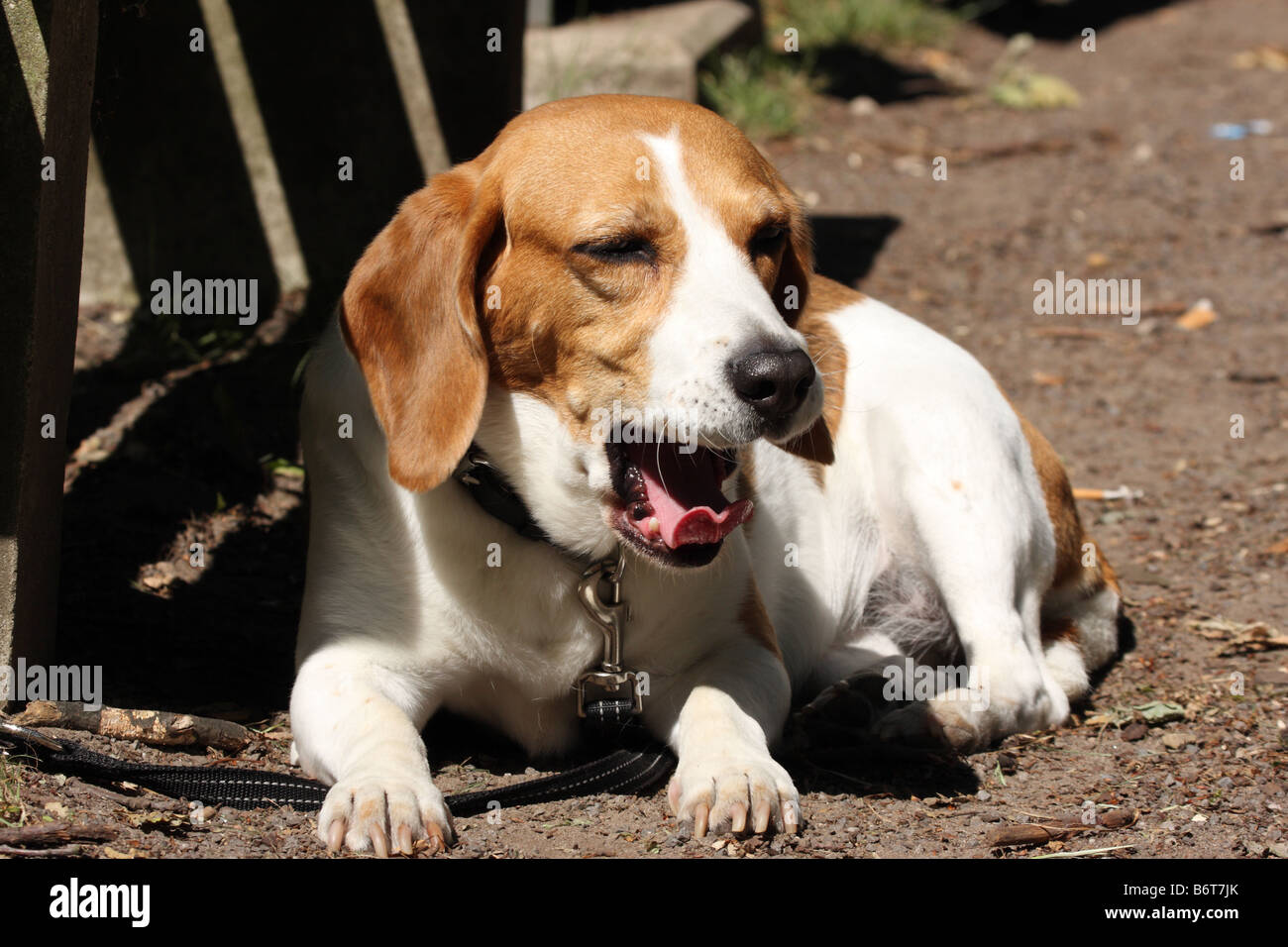 Beagle lying down hi-res stock photography and images - Alamy