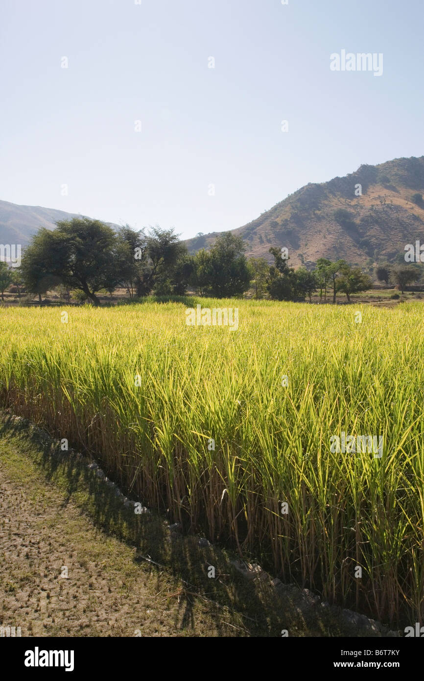 Wheat crop in a field, Udaipur, Rajasthan, India Stock Photo - Alamy
