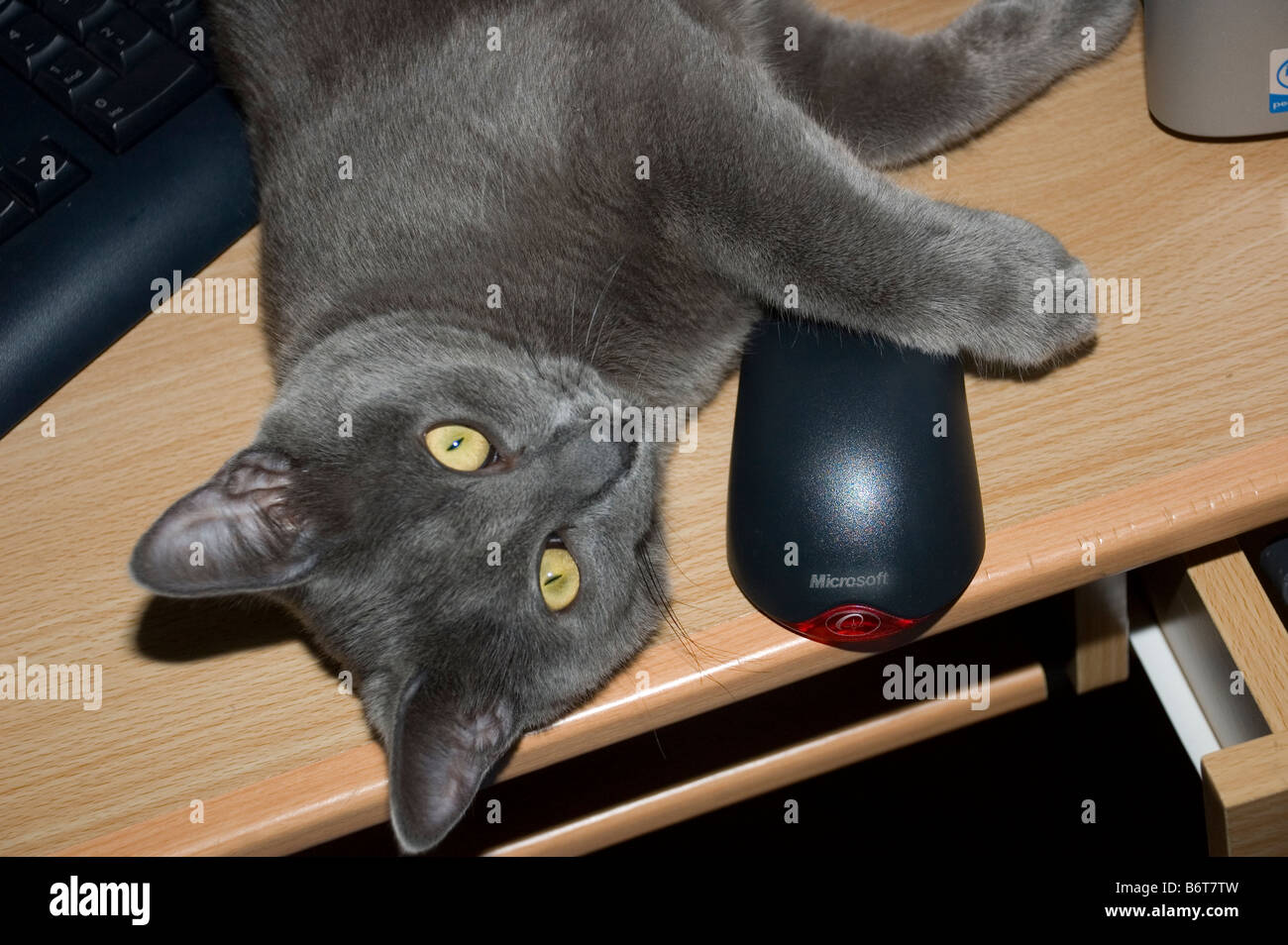 Cat computer mouse hi-res stock photography and images - Alamy