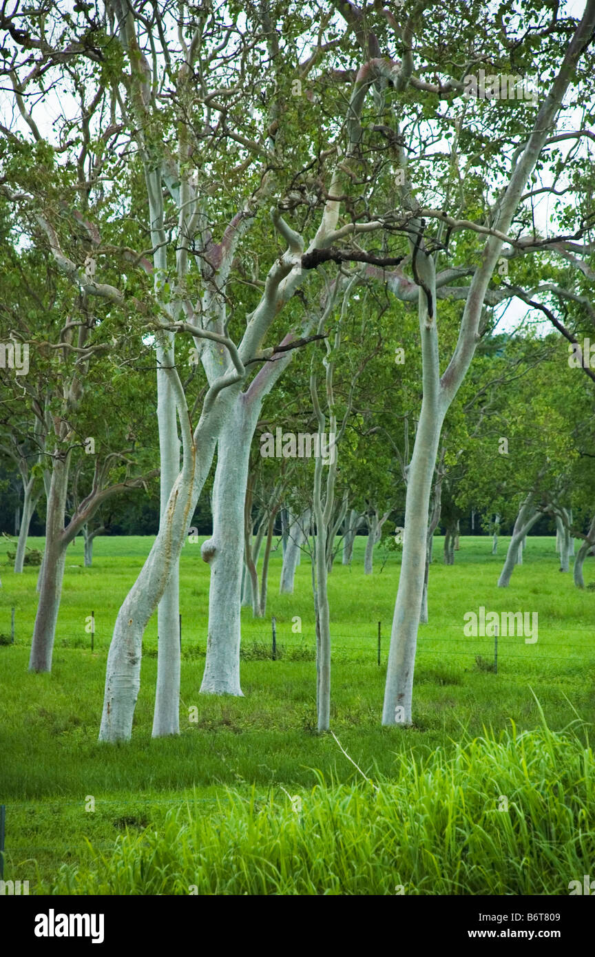 green Australian bush landscape Stock Photo - Alamy