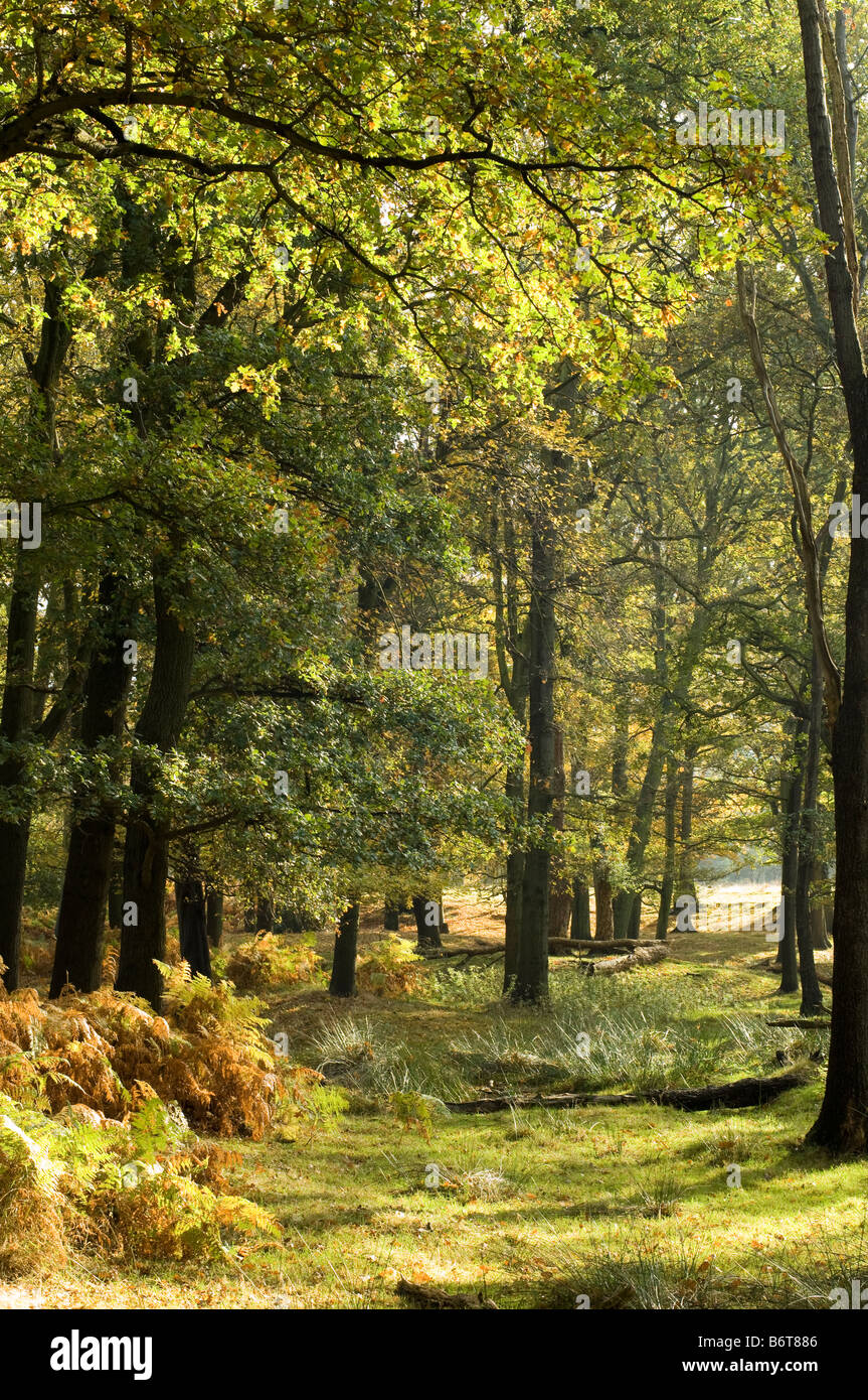 A forest path in Richmond Park during autumn Stock Photo - Alamy