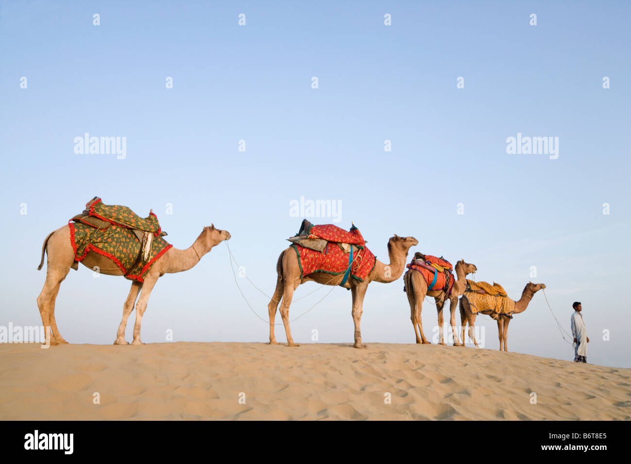 Four camels standing in a row with a man, Jaisalmer, Rajasthan, India ...