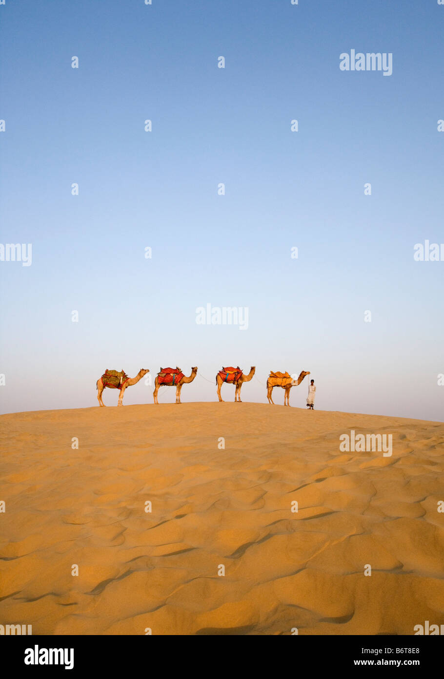 Four camels standing in a row with a man, Jaisalmer, Rajasthan, India ...