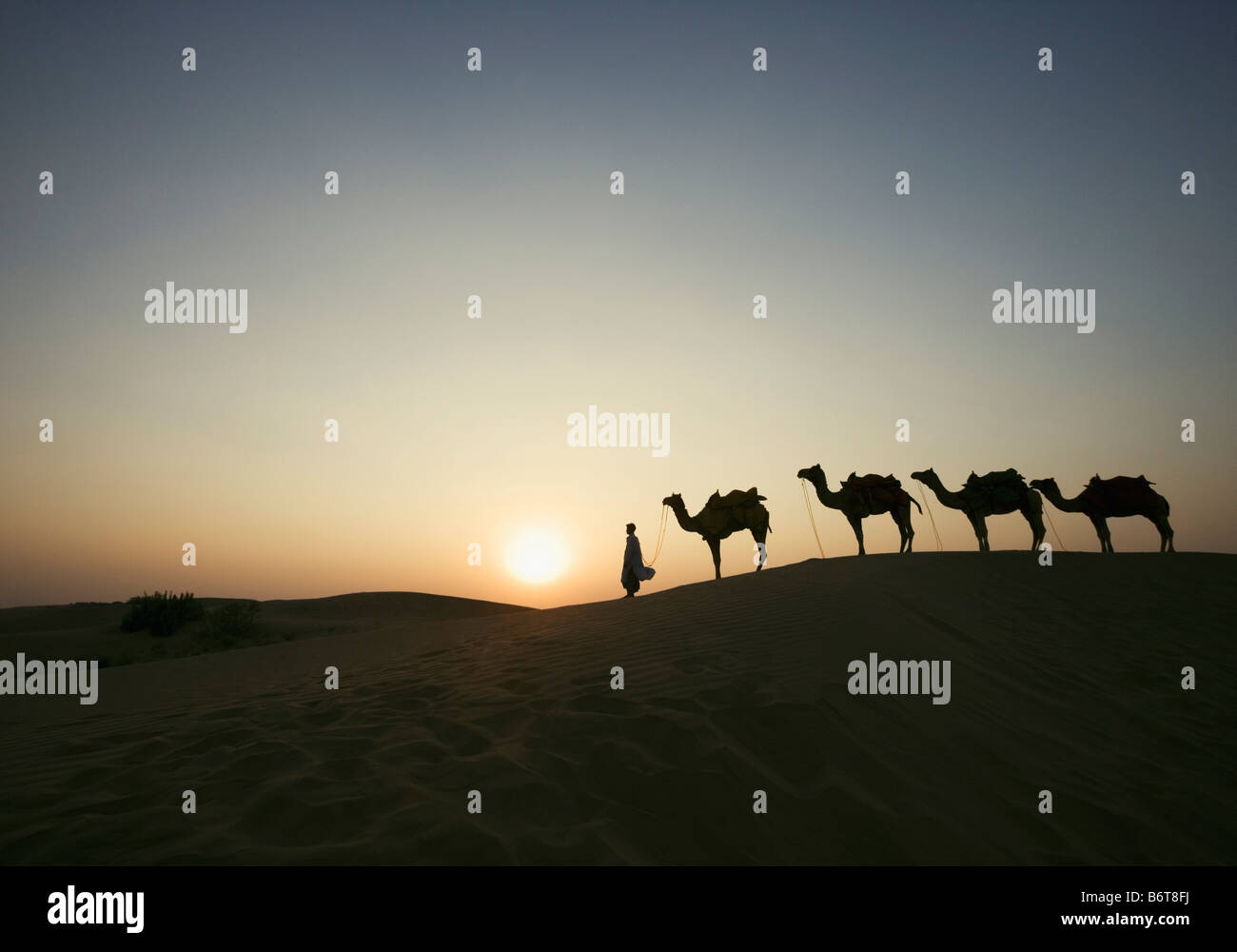 Four camels standing in a row with a man, Jaisalmer, Rajasthan, India ...