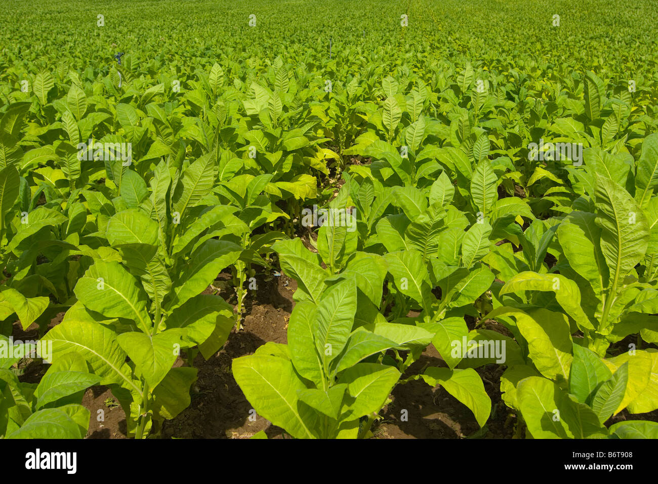 Tobacco planting hi-res stock photography and images - Alamy