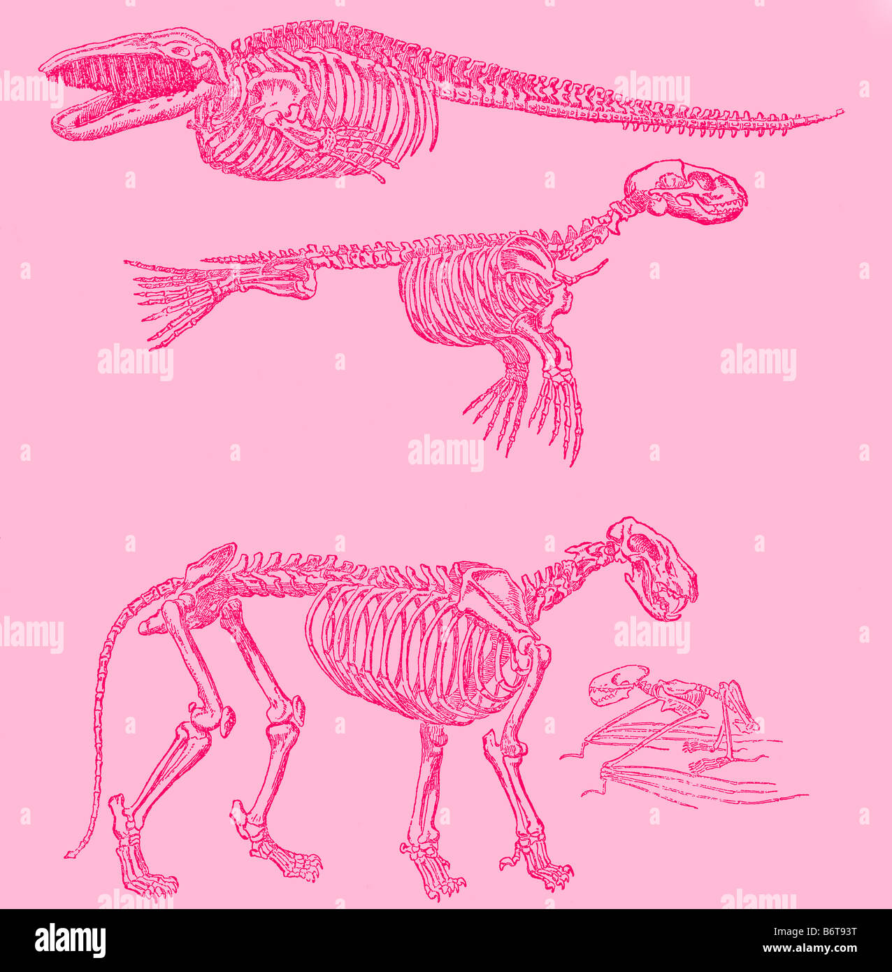 Animal skeletons hi-res stock photography and images - Alamy