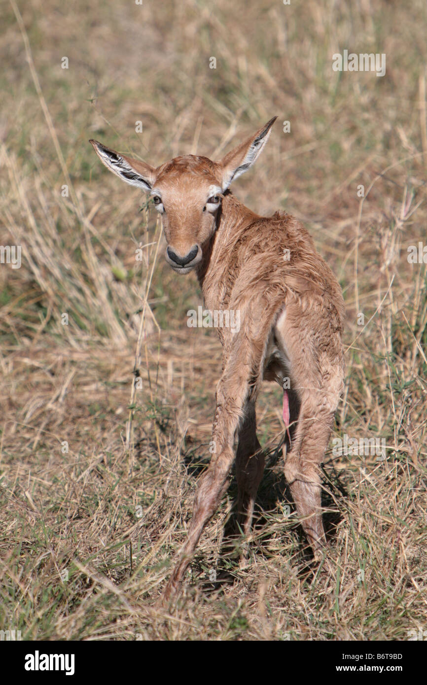 Topi calf (Damaliscus korrigum) in the Masai Mara, Kenya, East Africa ...