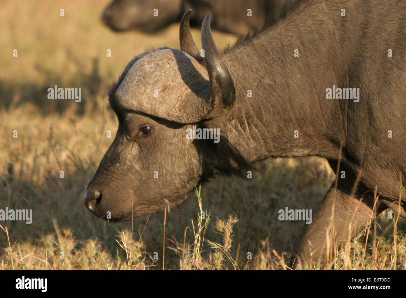 Wild water buffalo hooves hi-res stock photography and images - Alamy
