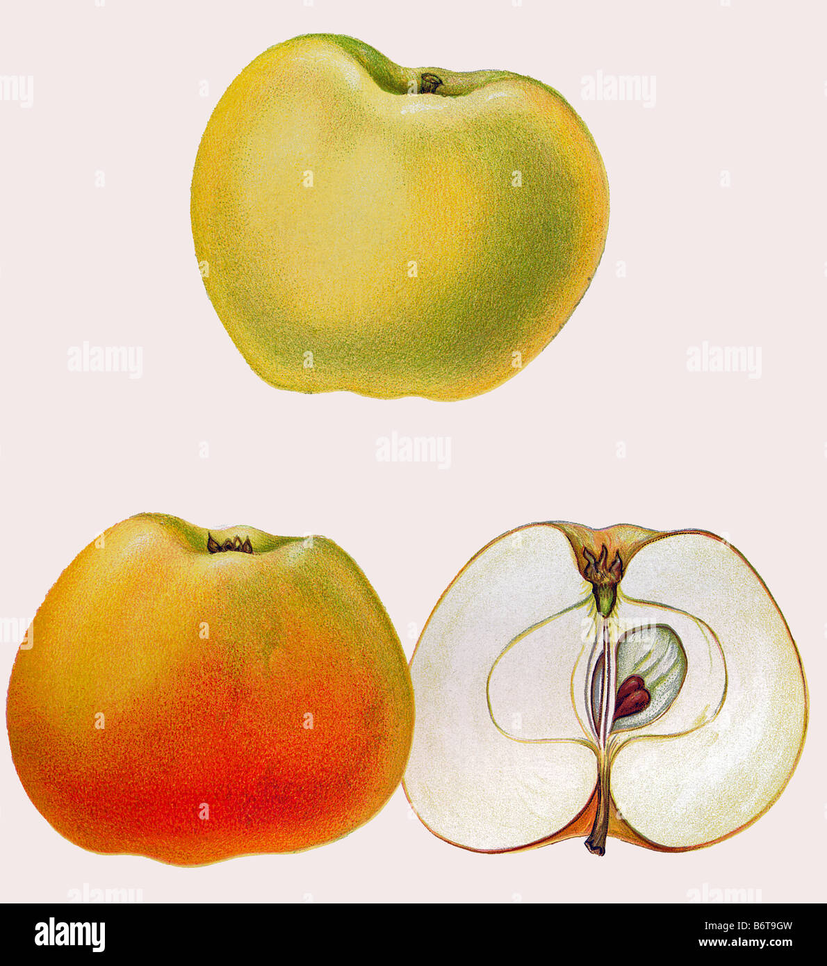 Illustration of the apple "signe tillisch Stock Photo - Alamy