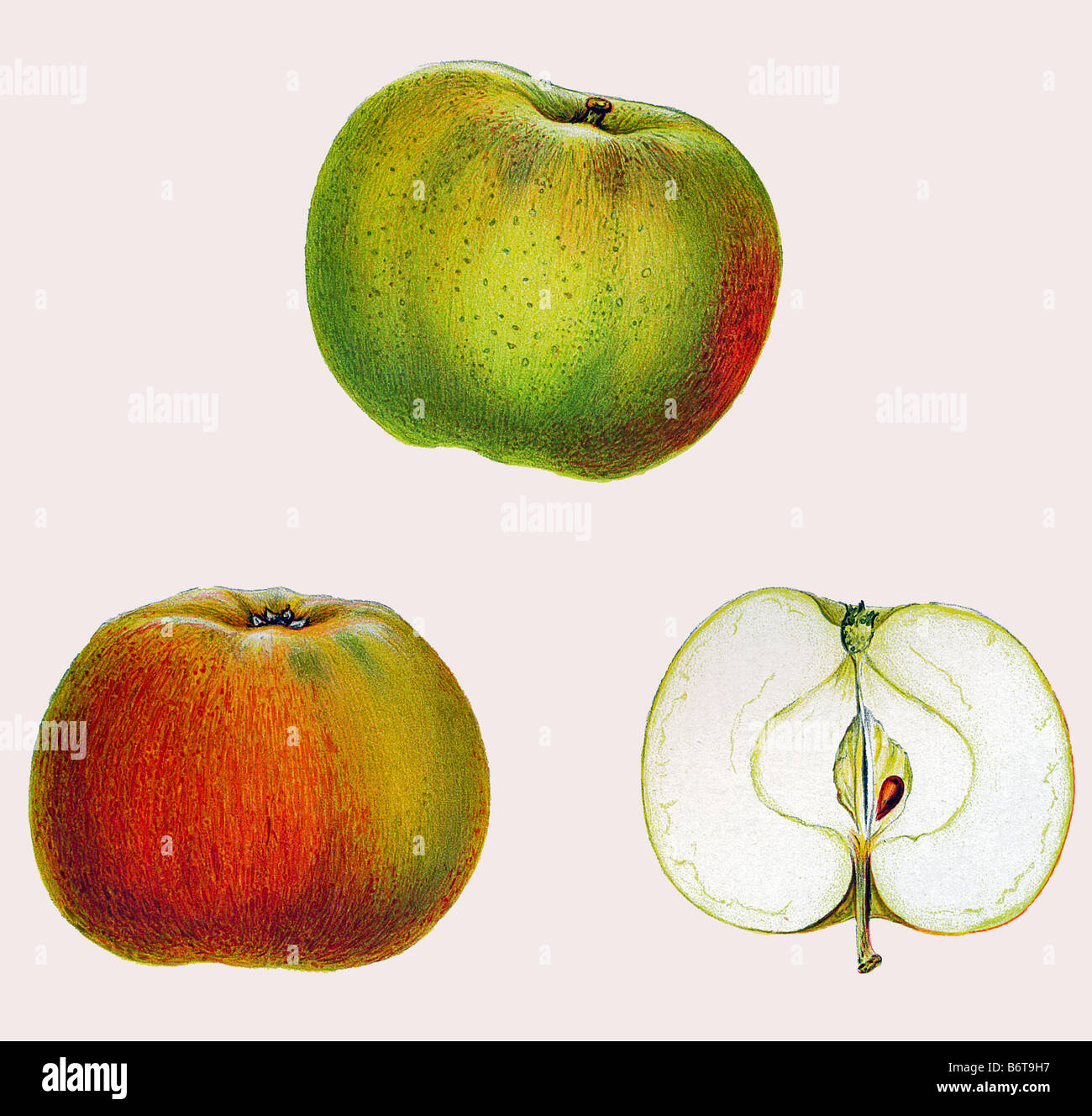 Ribston hi-res stock photography and images - Alamy