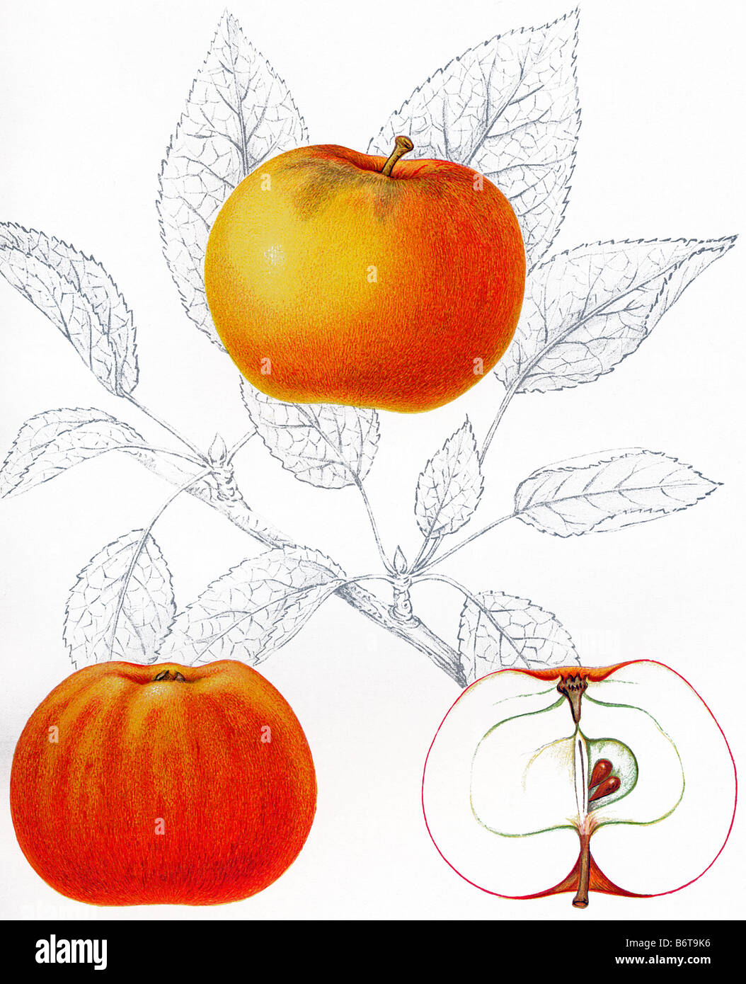 Illustration of the apple "baumanns renett Stock Photo - Alamy