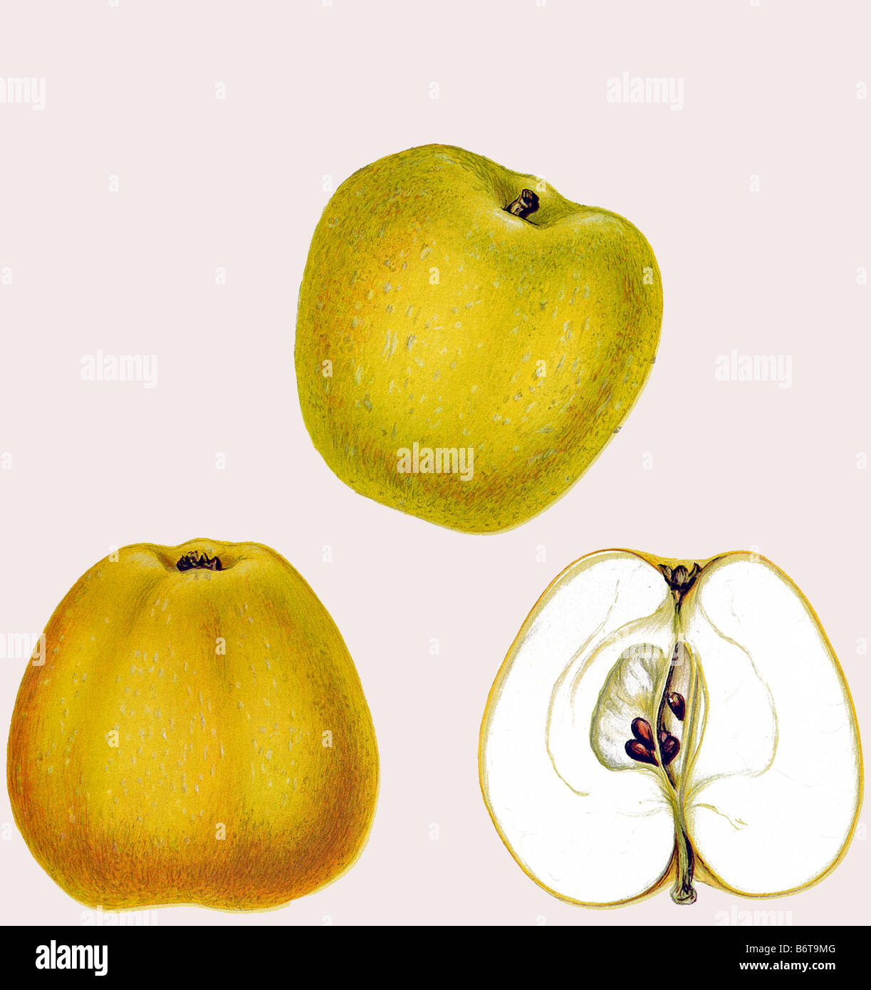Illustration of the apple "yellow Richard Stock Photo - Alamy