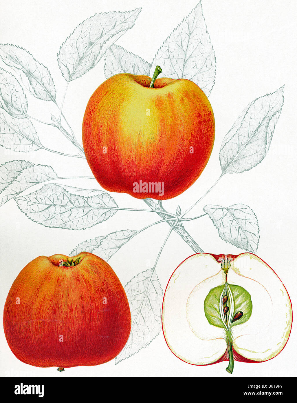 Illustration of the "red Gravensteiner" apple Stock Photo - Alamy