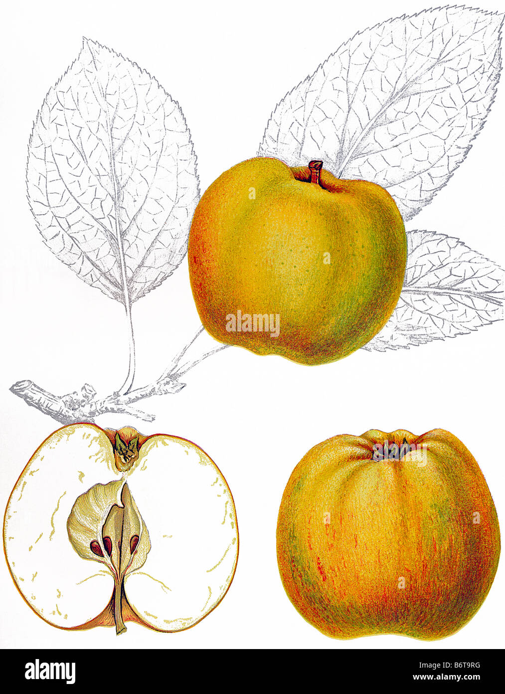 Illustration of the "yellow gravensteiner" apple Stock Photo - Alamy
