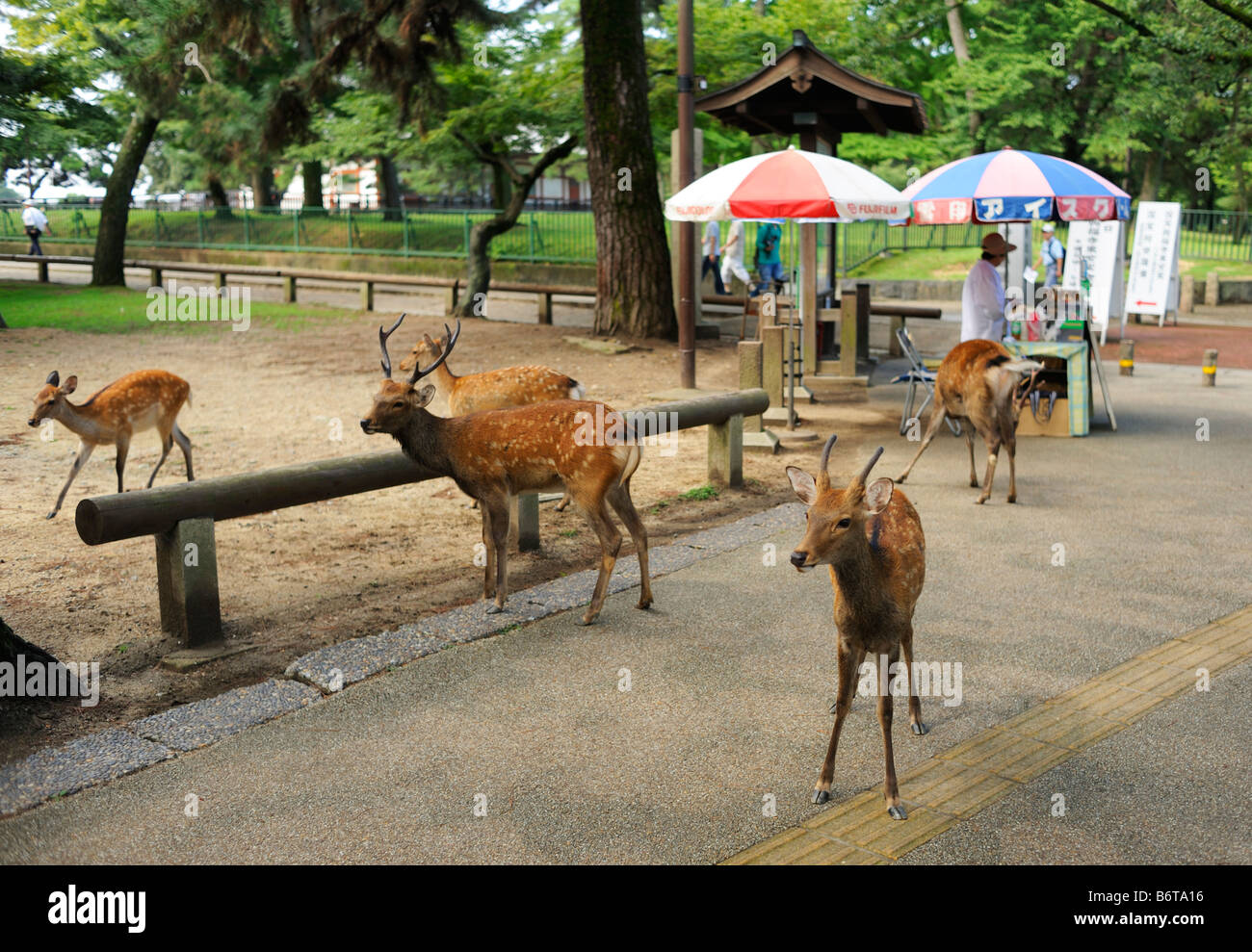 Deer nara todai hi-res stock photography and images - Alamy