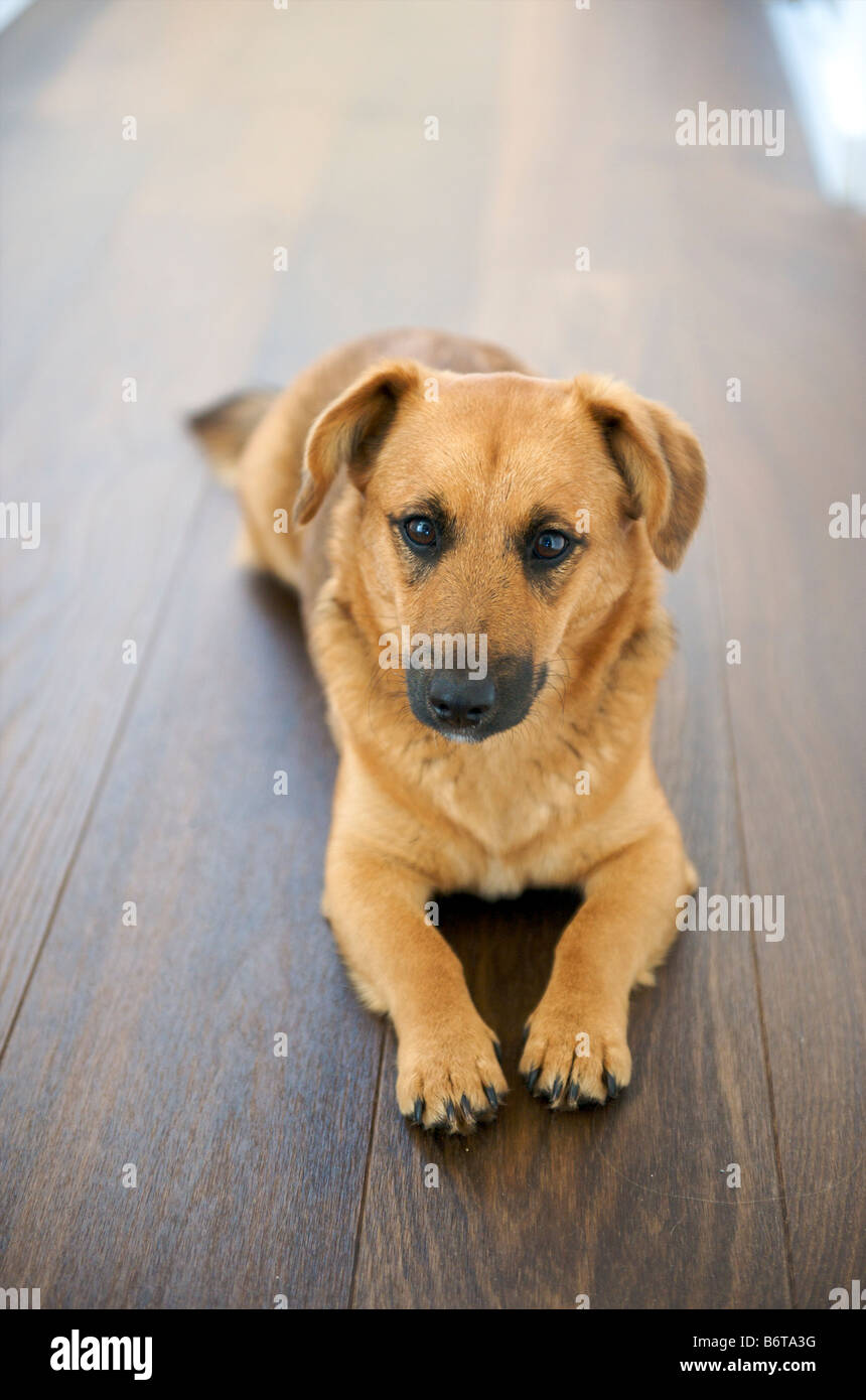 Mongrel dog hi-res stock photography and images - Alamy
