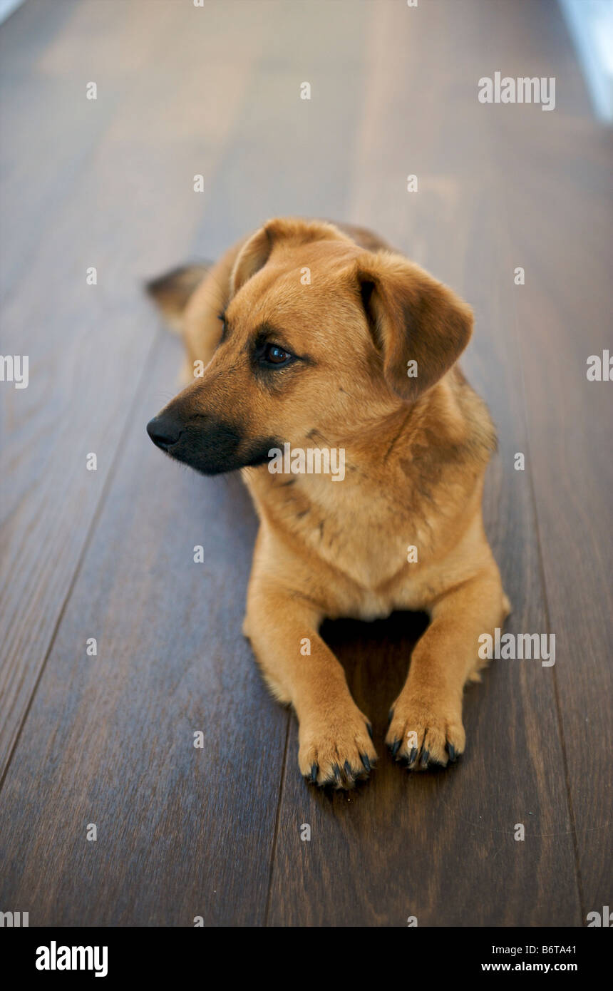 Mongrel dog hi-res stock photography and images - Alamy