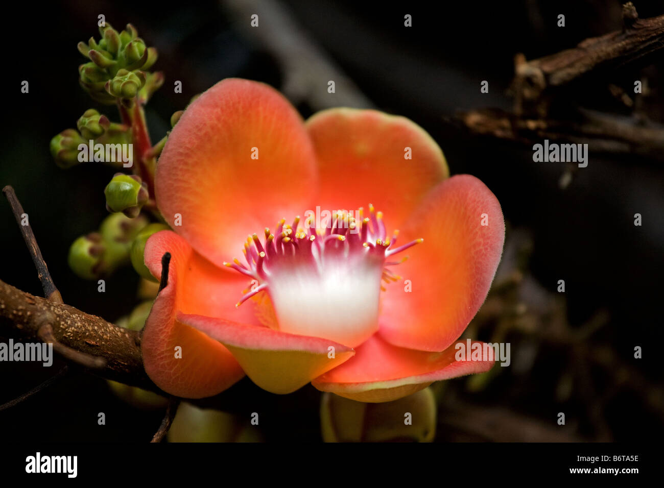 Canon Ball flower Stock Photo - Alamy
