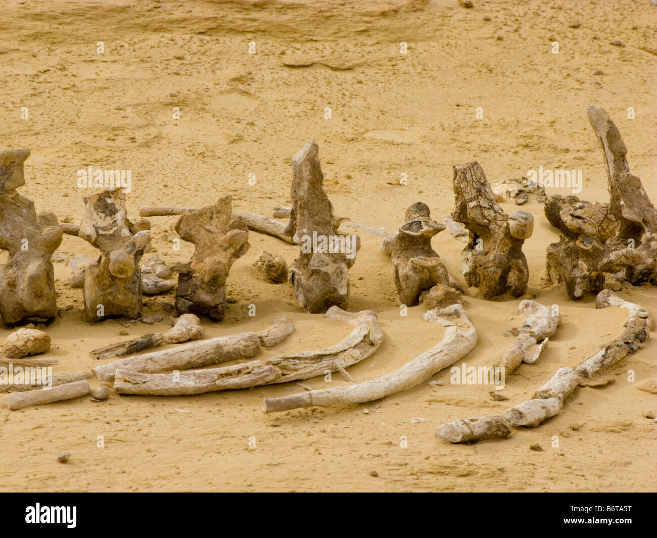 detail of fossil of skeleton of Dorudon Atrox whale, Wadi Al-Hitan ...