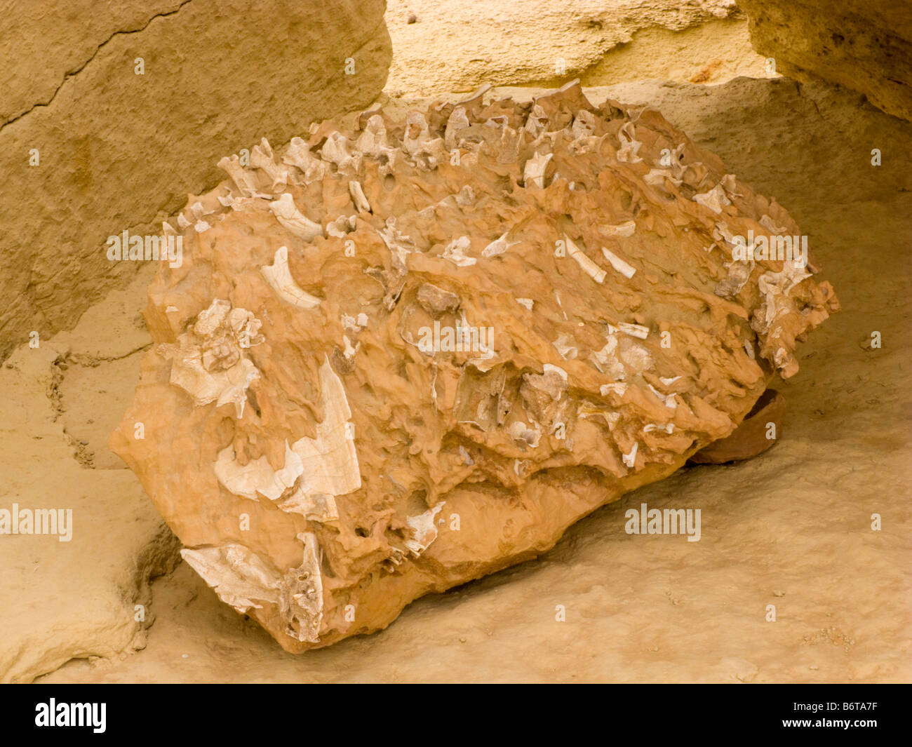 fossil of curved spine of a baby Dorudon whale, Wadi Al-Hitan (Whale ...