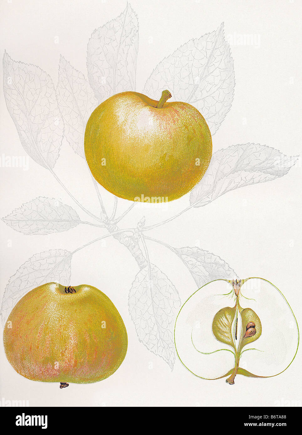 Illustration of the apple "white Astrakan Stock Photo - Alamy