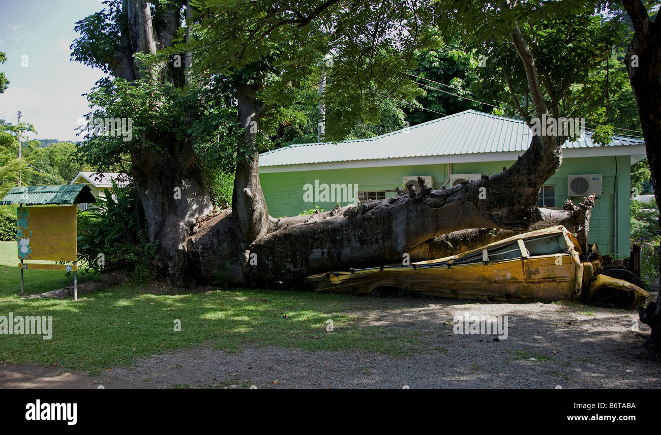 Hurricane damage of a tree which demolished a bus in Dominica Stock ...