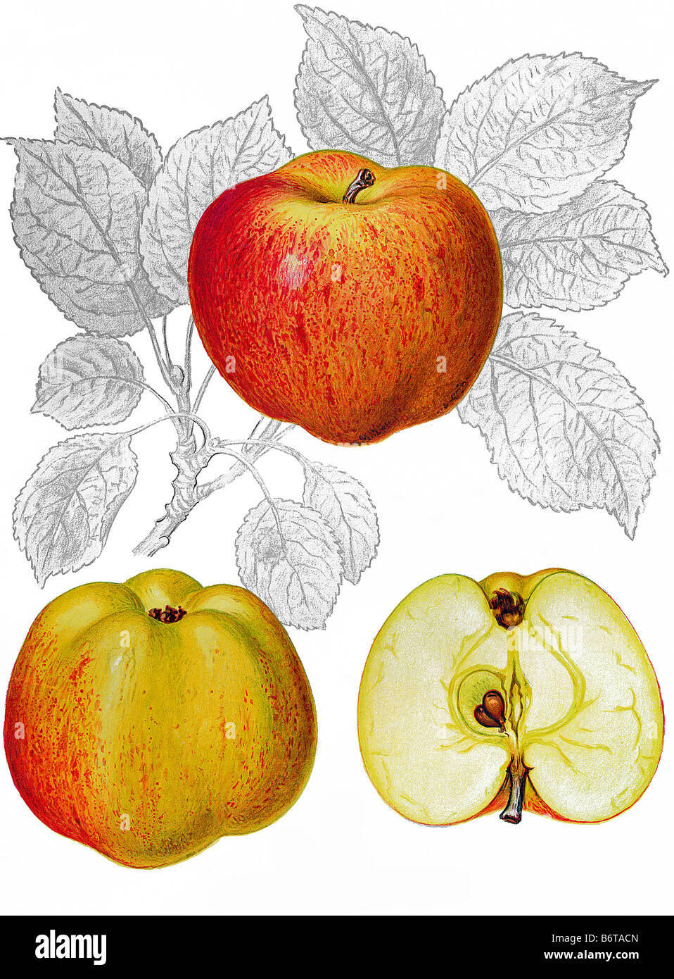 Illustration of the apple cox pomona Stock Photo - Alamy