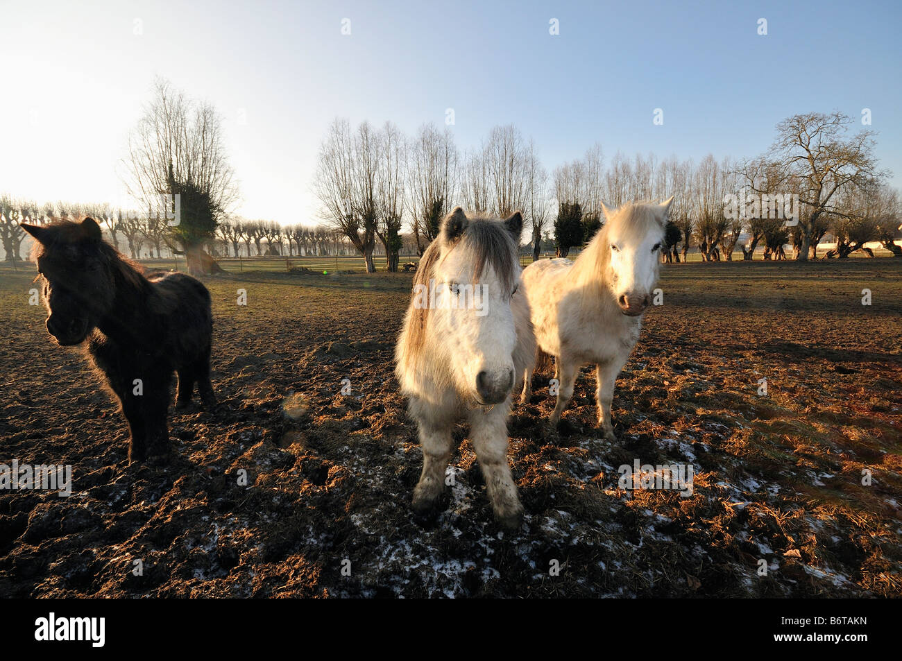Pony ponies field hi-res stock photography and images - Alamy