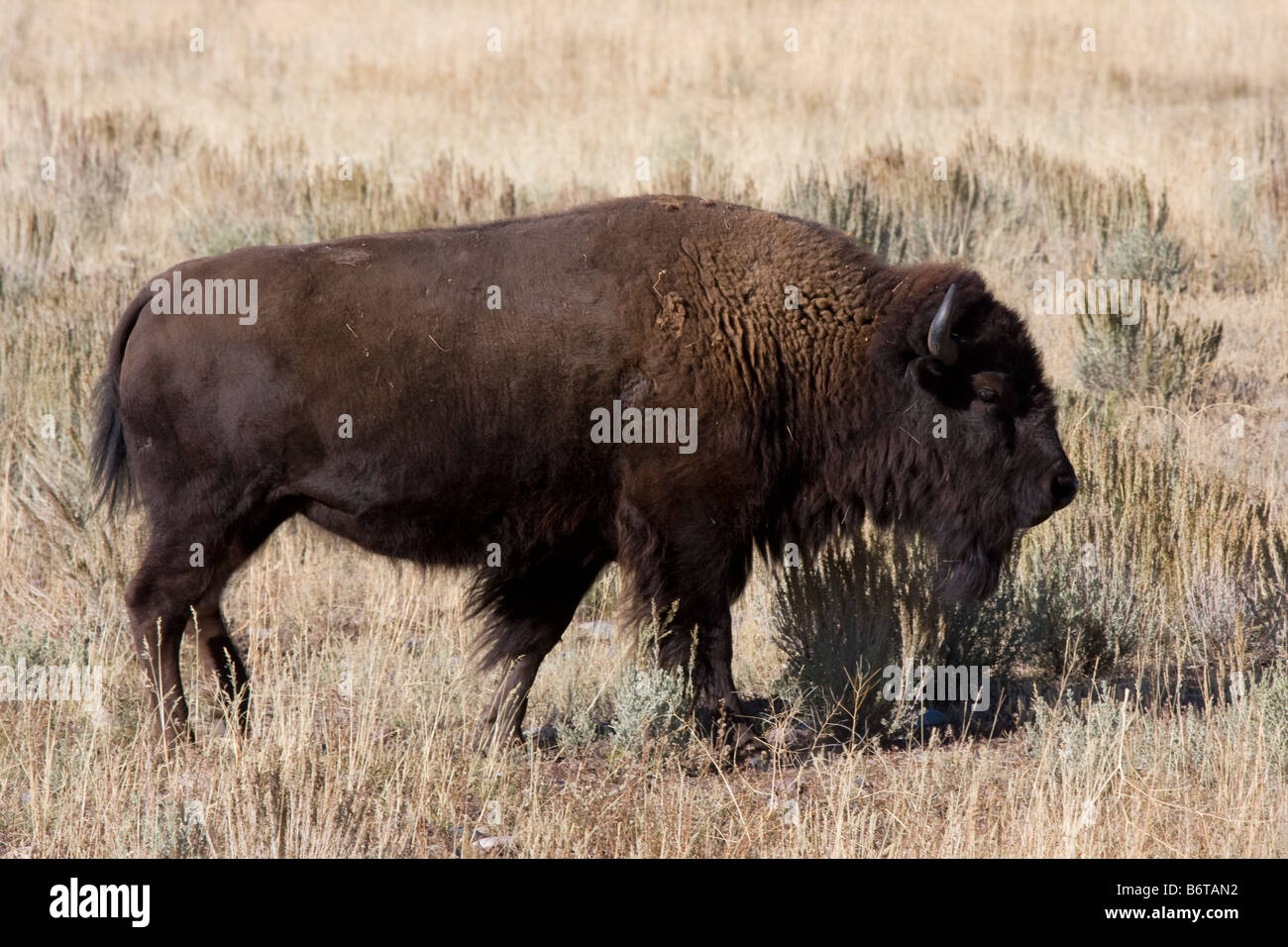 Grand teton buffalo hi-res stock photography and images - Alamy