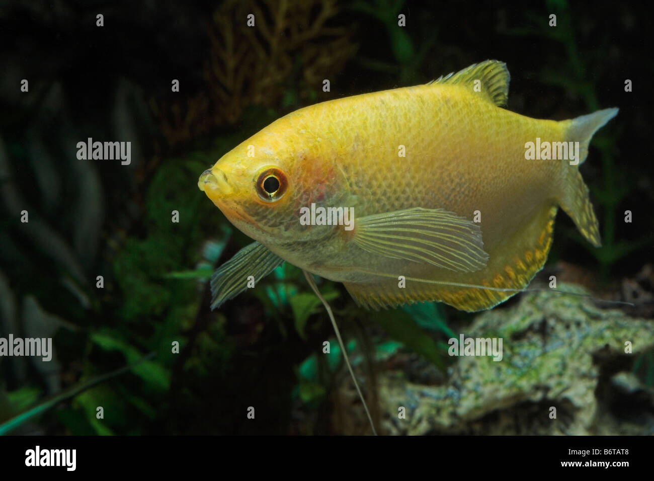 Gourami in tropical fish aquarium Stock Photo - Alamy