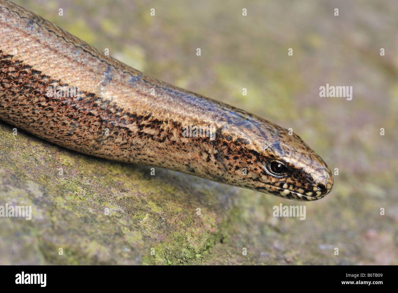 Slow worm - Anguis fragilis Stock Photo - Alamy