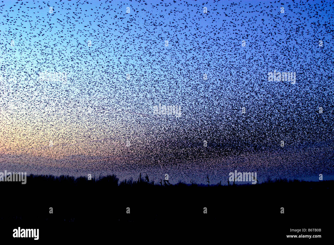 starling flock sturnus vulgaris going to roost westhay somerset UK ...