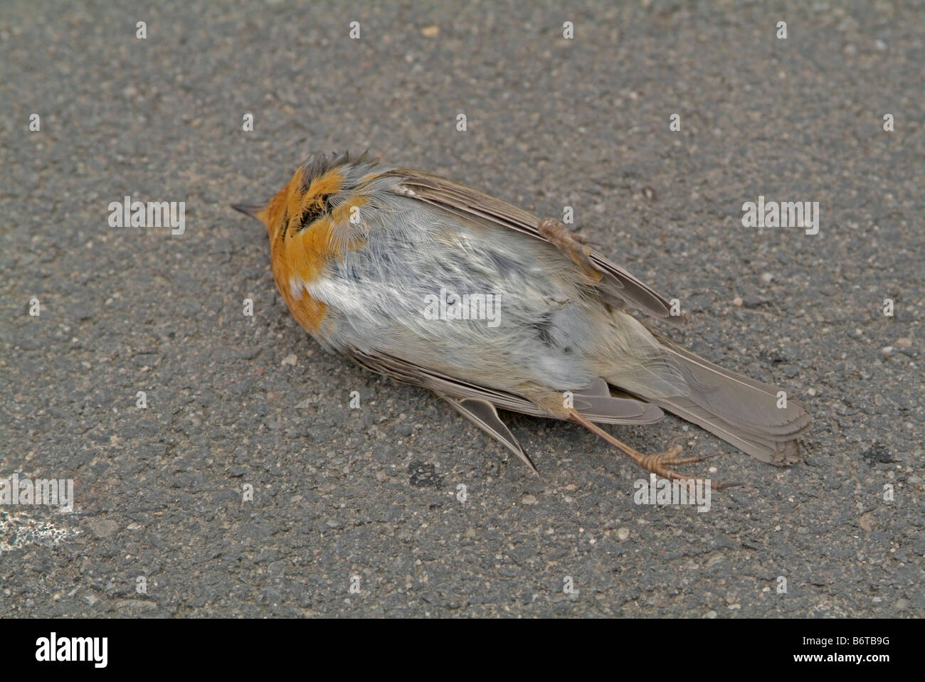 dead bird robin redbreast lying on asphalt on a street Stock Photo - Alamy