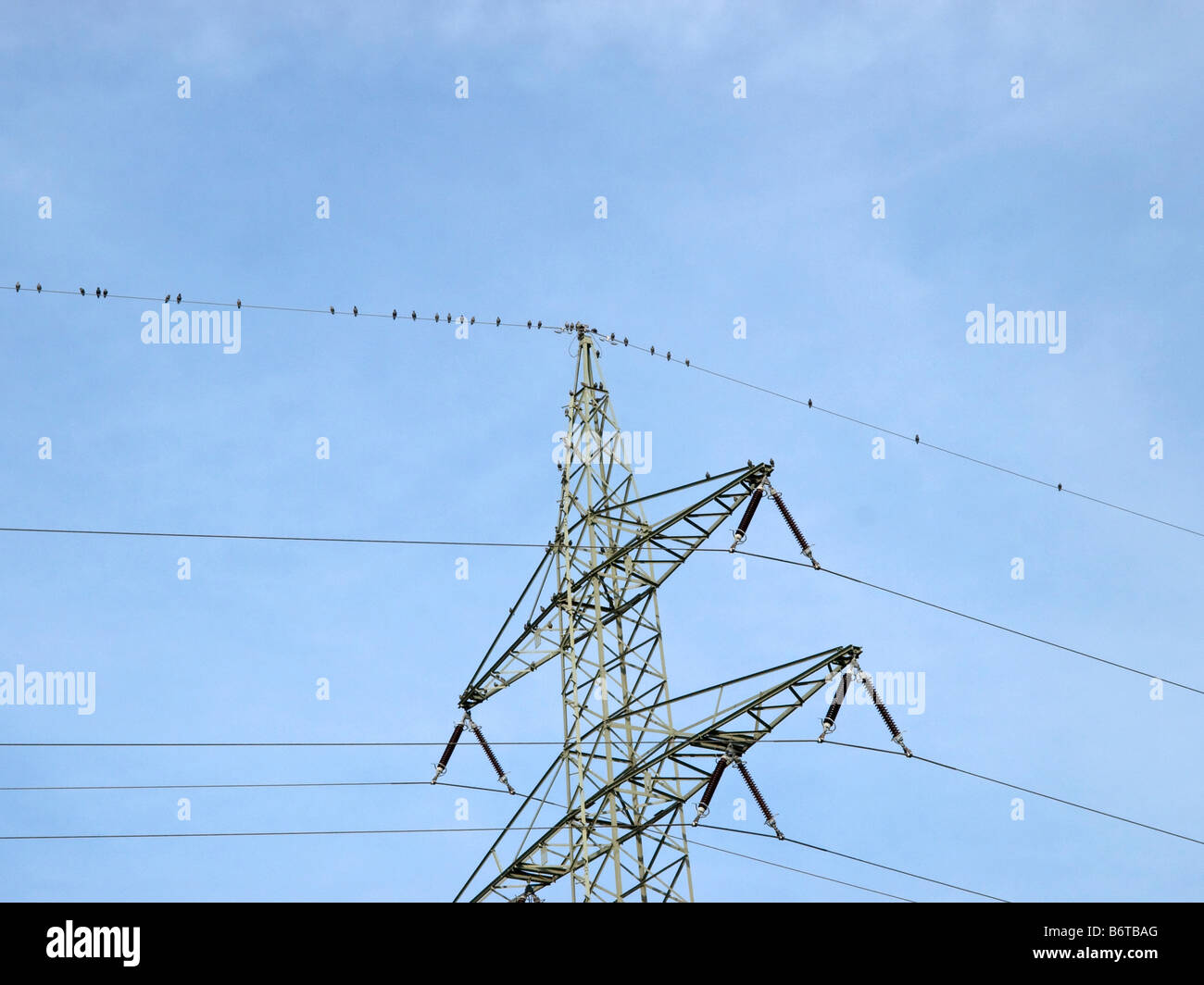 birds sitting in a row on high voltage cable at a pylon Stock Photo - Alamy