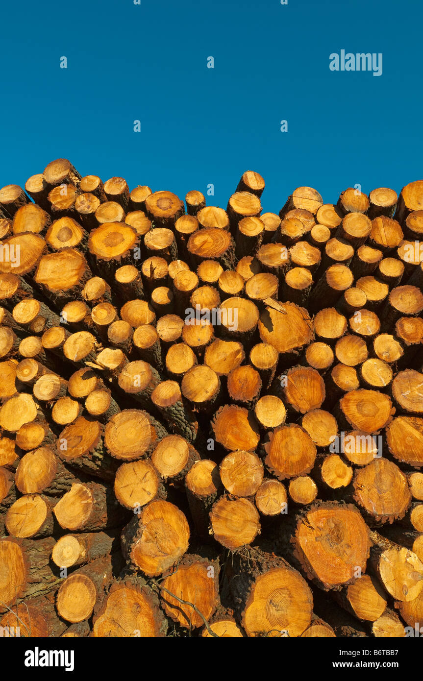 Pile of logs - commercial logging, France Stock Photo - Alamy