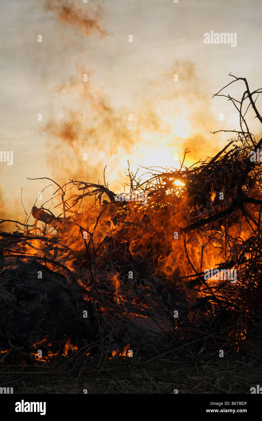 close-up of forest fire backlit by sun Stock Photo - Alamy