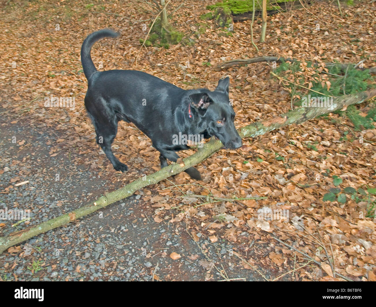 big black dog retrieving a thick long stick in forest Stock Photo - Alamy