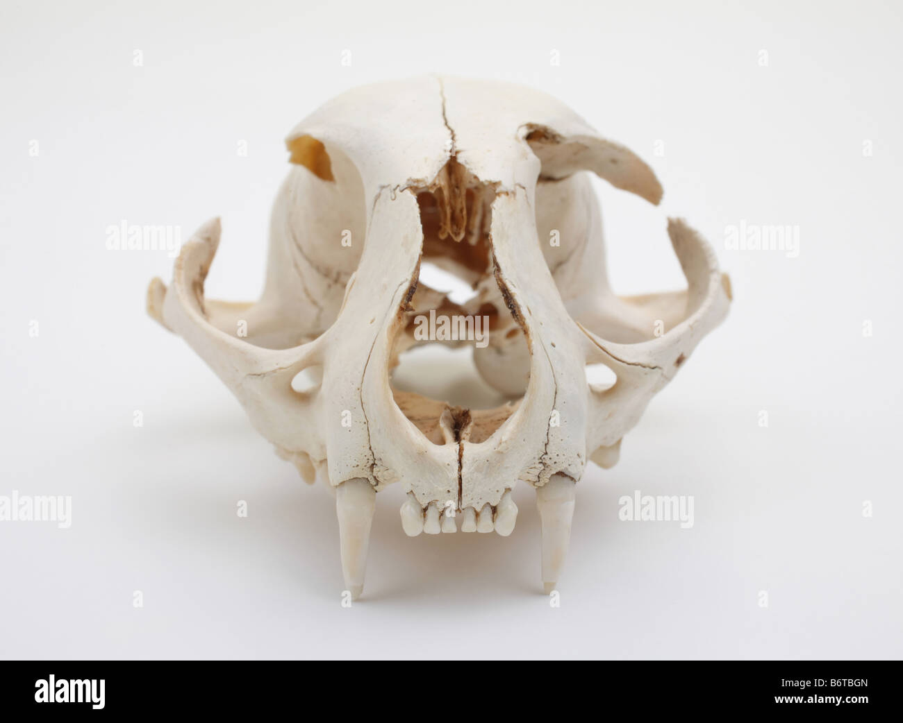 close-up view of a feline cat skull on white background Stock Photo - Alamy