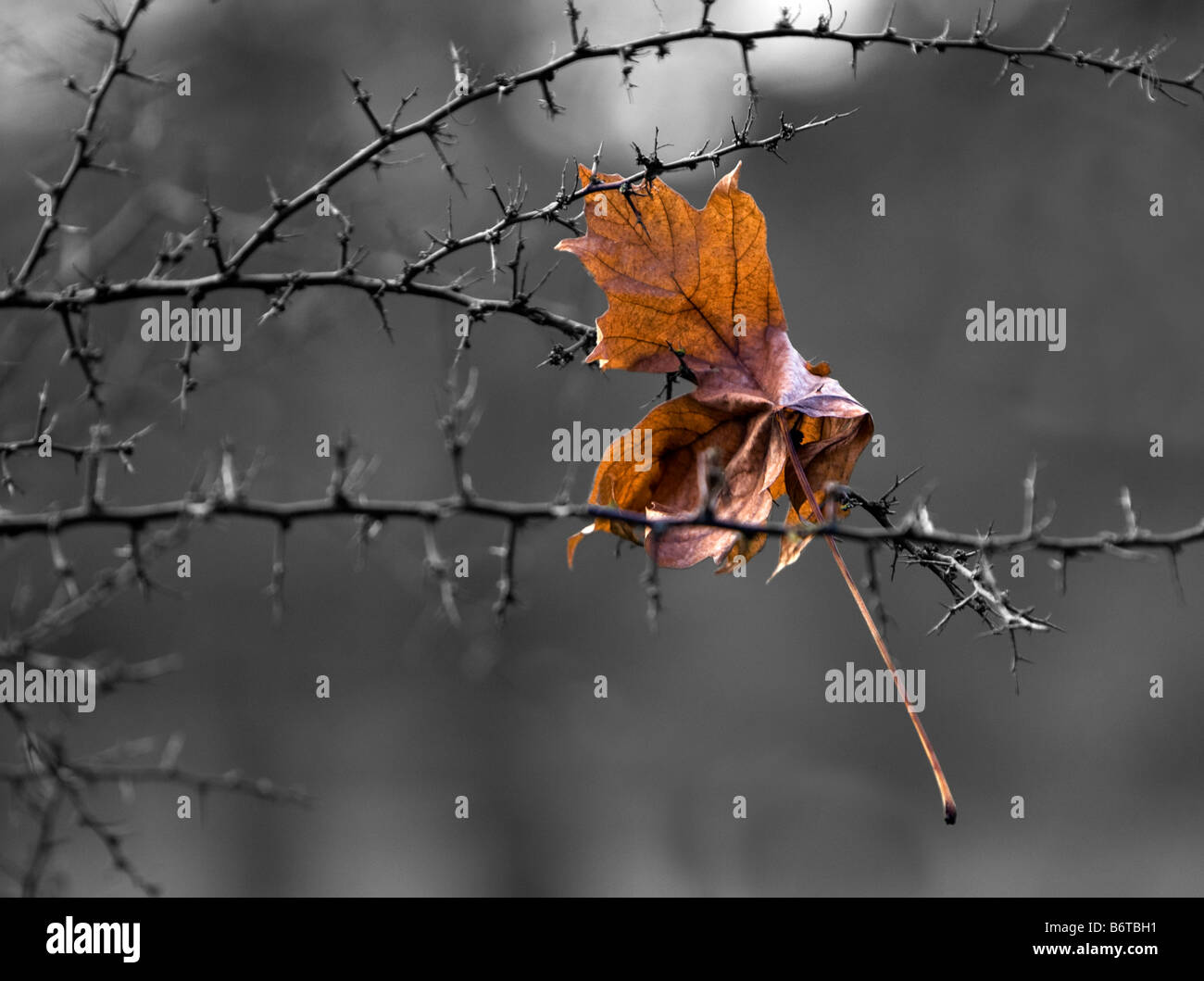 Interesting wildlife hi-res stock photography and images - Alamy