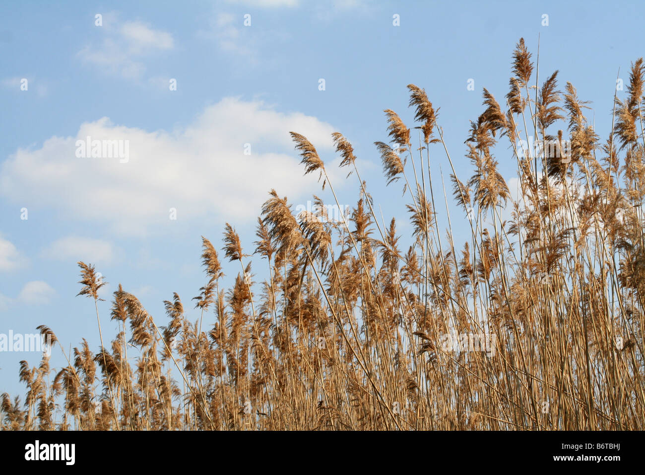 Tall Reeds Swaying Under a Clear Blue Sky with Fluffy Clouds Stock ...