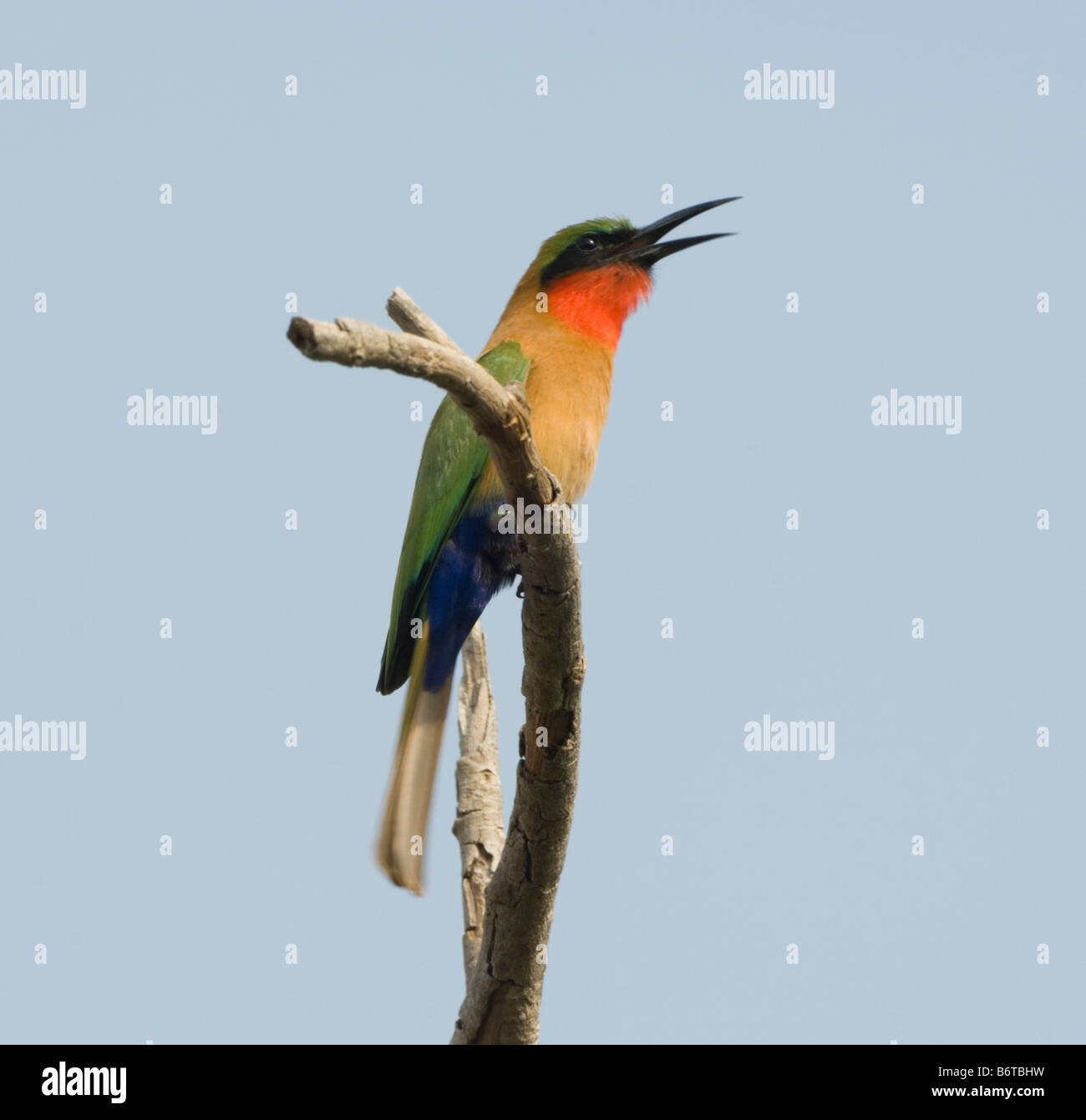 Bullocki bird hi-res stock photography and images - Alamy