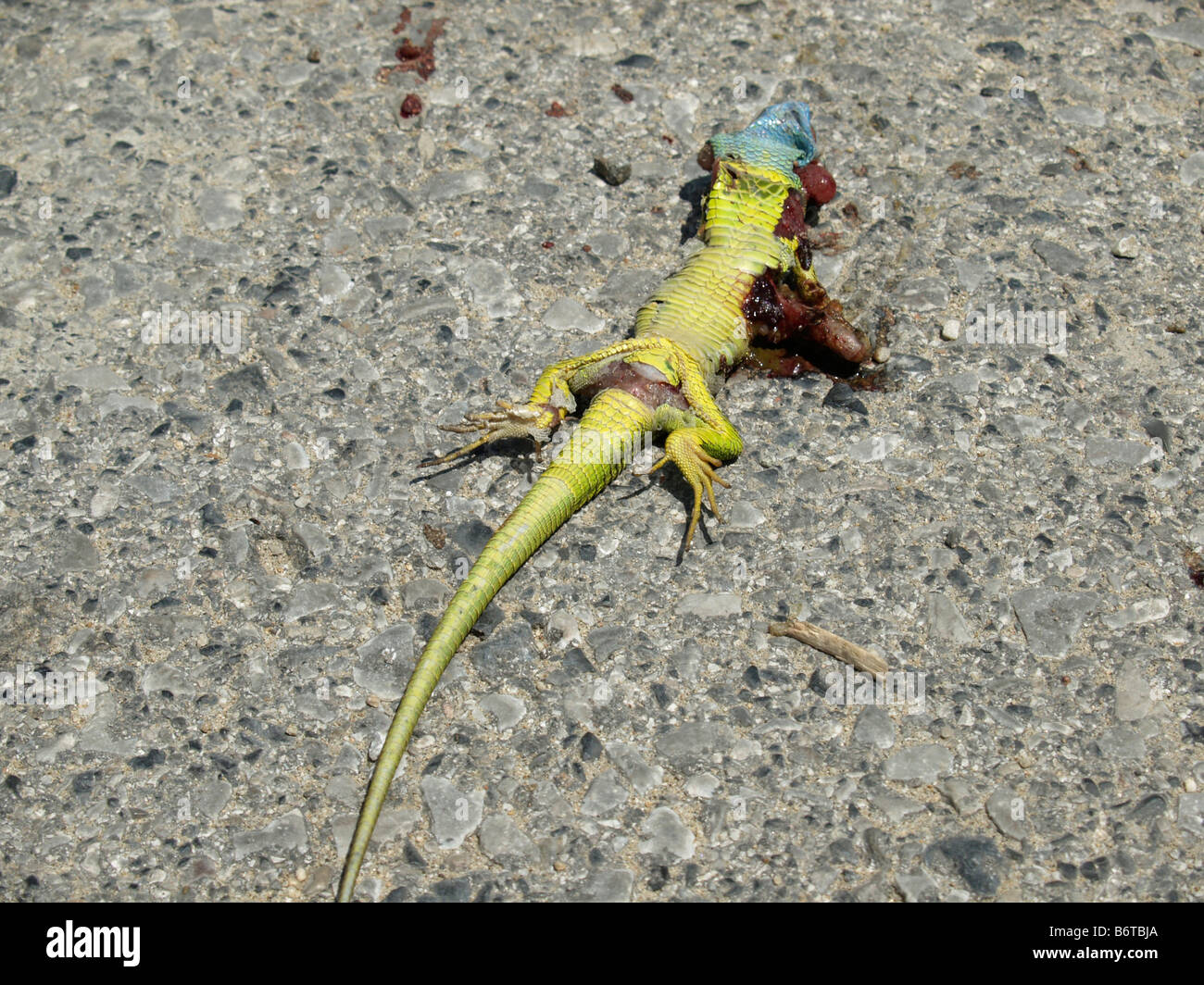 A Lizard On The Road Stock Photos & A Lizard On The Road Stock Images ...