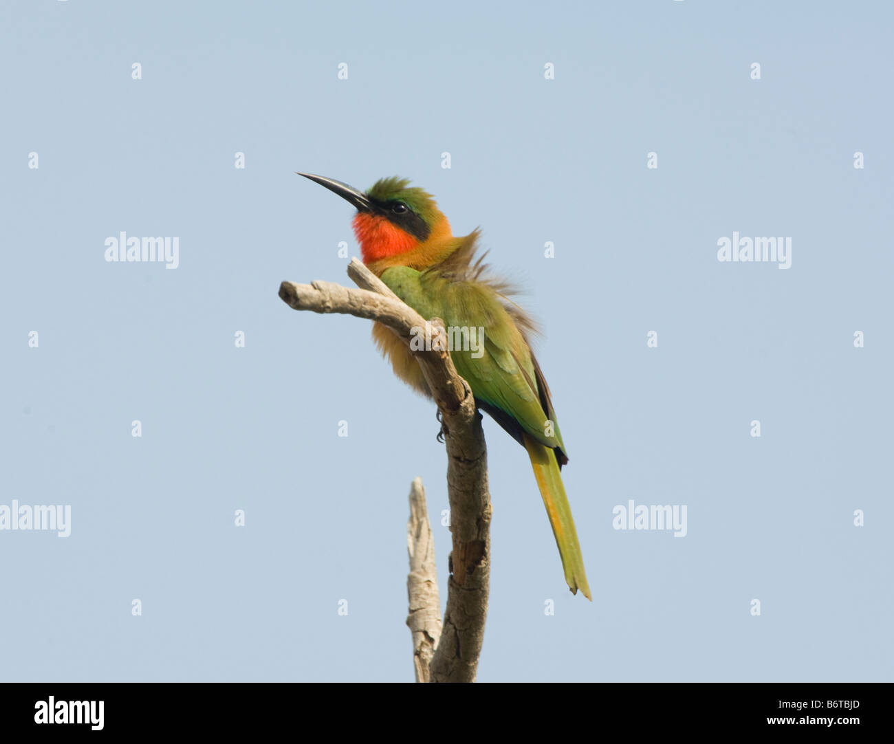 Merops bullocki hi-res stock photography and images - Alamy