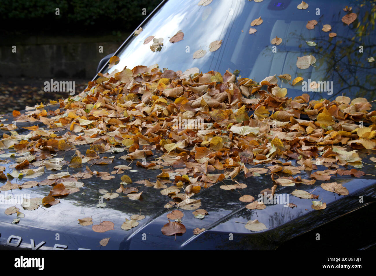Autumn leaves on car windscreen Stock Photo - Alamy