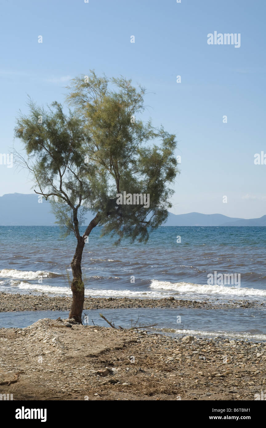 Tree by sea hi-res stock photography and images - Alamy
