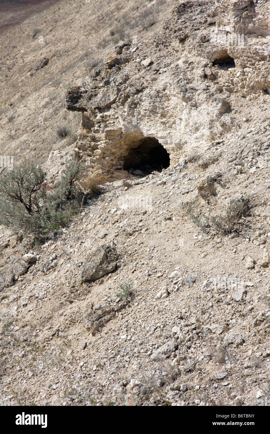Coyote Den High Resolution Stock Photography and Images - Alamy