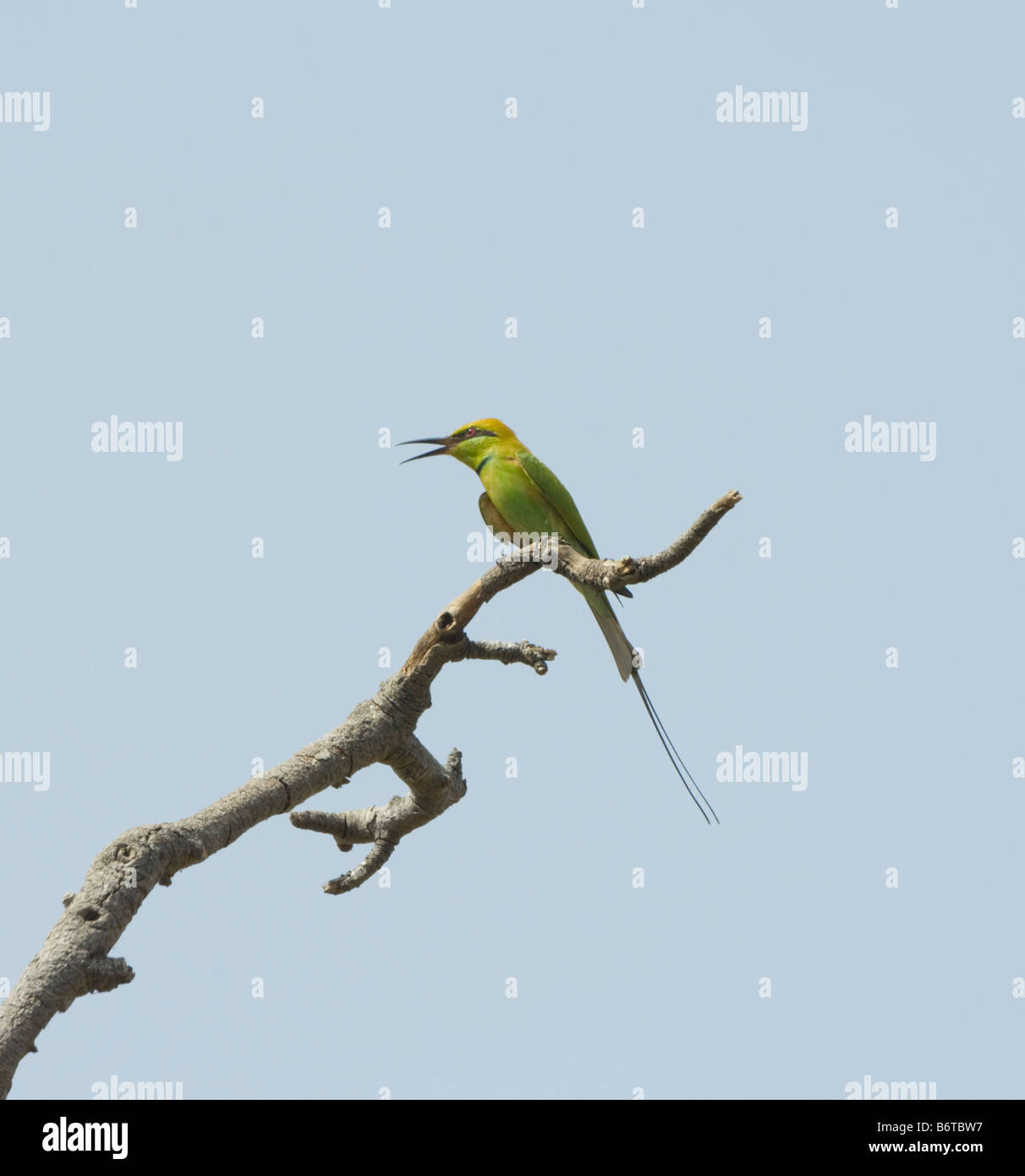 Little Green Bee eater Merops orientalis WILD Stock Photo - Alamy
