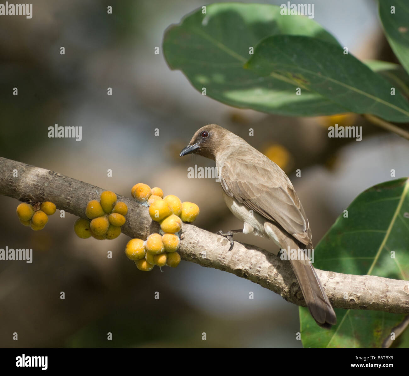 Common Bulbul Pycnonotus barbatus WILD Stock Photo - Alamy