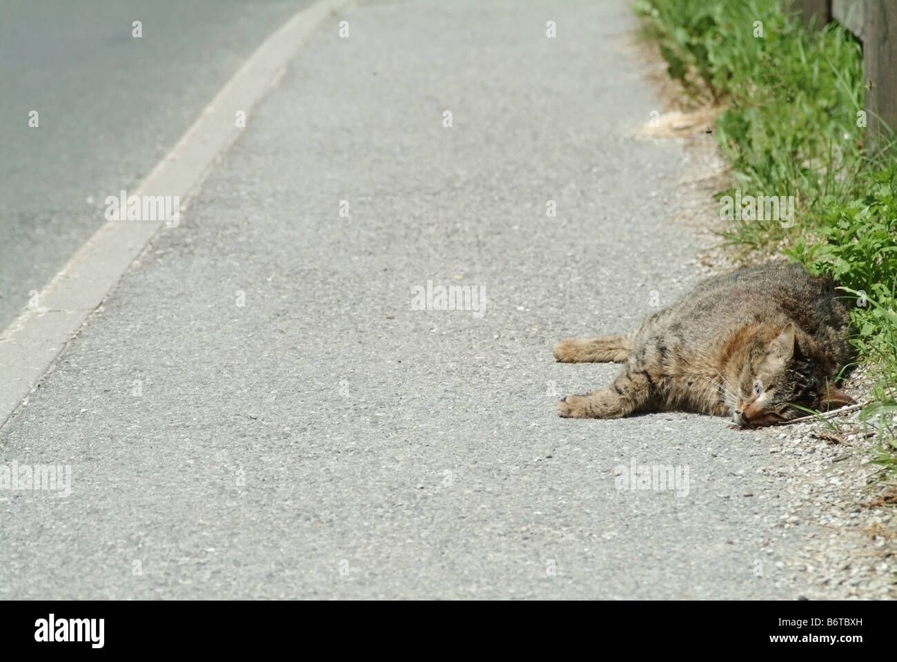 Overrun animals hi-res stock photography and images - Alamy